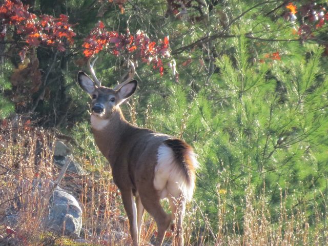 Hiking the SRT and Long Path to Huckleberry Ridge State Forest - Hiking ...