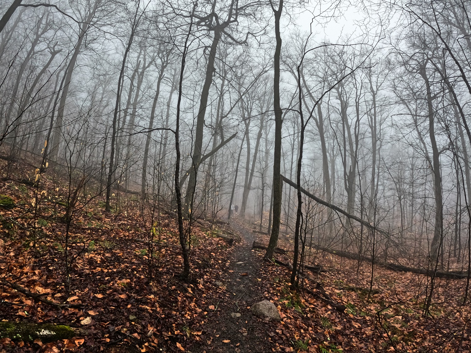 Red Hill Fire Tower Hike Spring 2024 - Hiking & Biking Trails